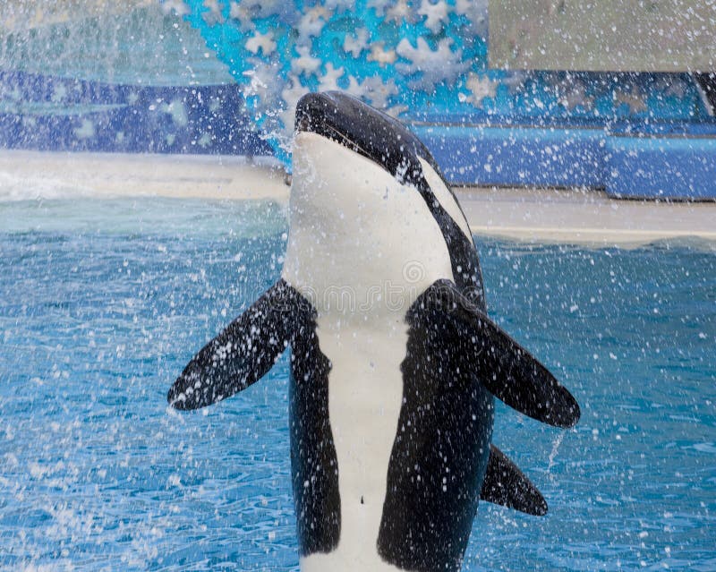 Killer whale stock image. Image of water, whale, orca - 12710155