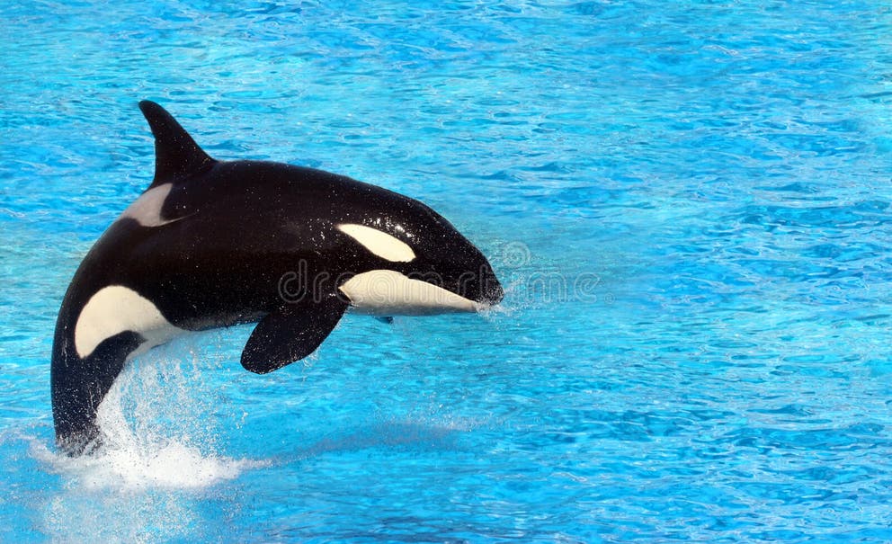 Killer Whale stock photo. Image of splash, cute, sweet - 16911144