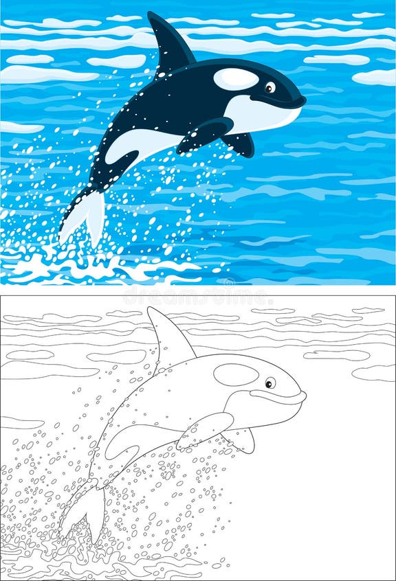 Killer Whale Outline Stock Illustrations – 701 Killer Whale Outline ...