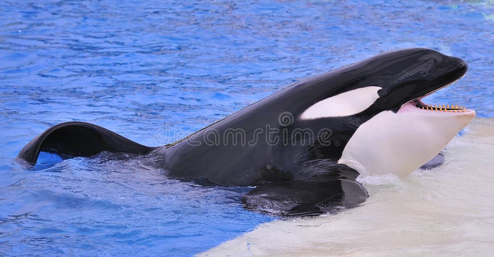 Killer Whale Smiling Stock Photos - Free & Royalty-Free Stock Photos ...