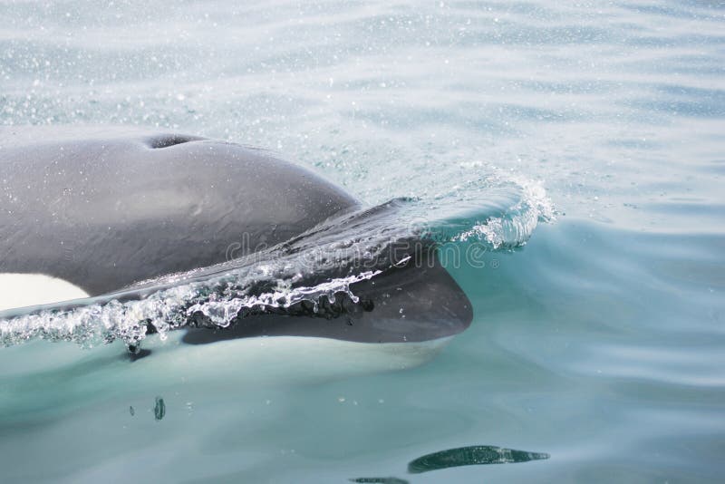 Killer Whale Close To Camera Stock Photo - Image of whale, ocean: 20124536