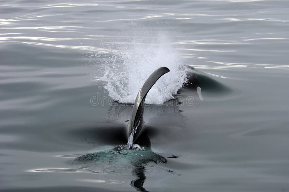 Killer Whale Fin stock photo. Image of animal, marine - 2308632