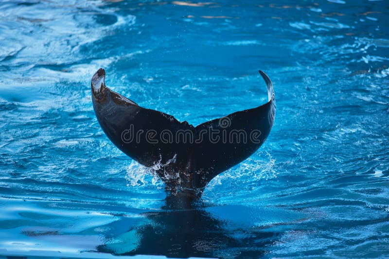 Killer Whale Fin Splashing on the Water Stock Image - Image of ocean ...