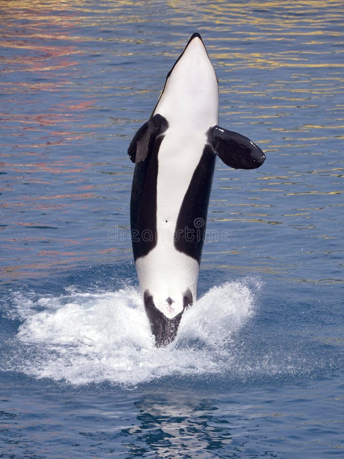 Killer Whale Jumping Out of Water Stock Photo - Image of cetacean ...