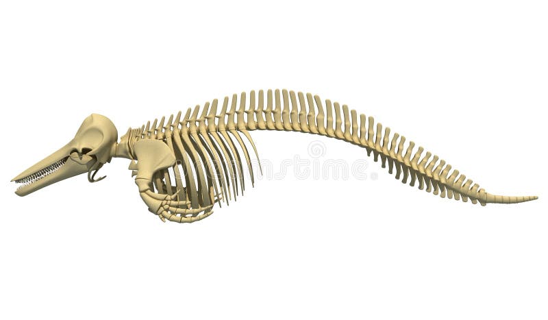 Killer Whale Orca Skeleton 3D Rendering on White Background Stock ...