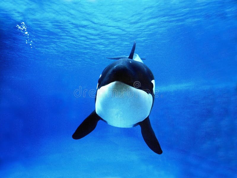 Killer Whale, Orcinus Orca, Adult Stock Image - Image of wildlife ...