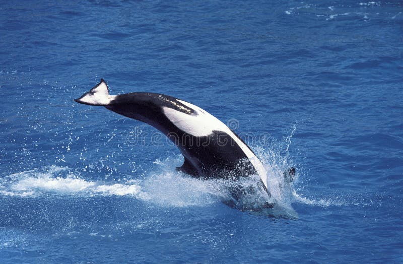 KILLER WHALE Orcinus Orca, ADULT LEAPING Stock Image - Image of aquatic ...
