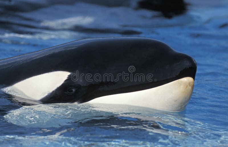 KILLER WHALE Orcinus Orca, CLOSE-UP of HEAD at SURFACE Stock Image ...