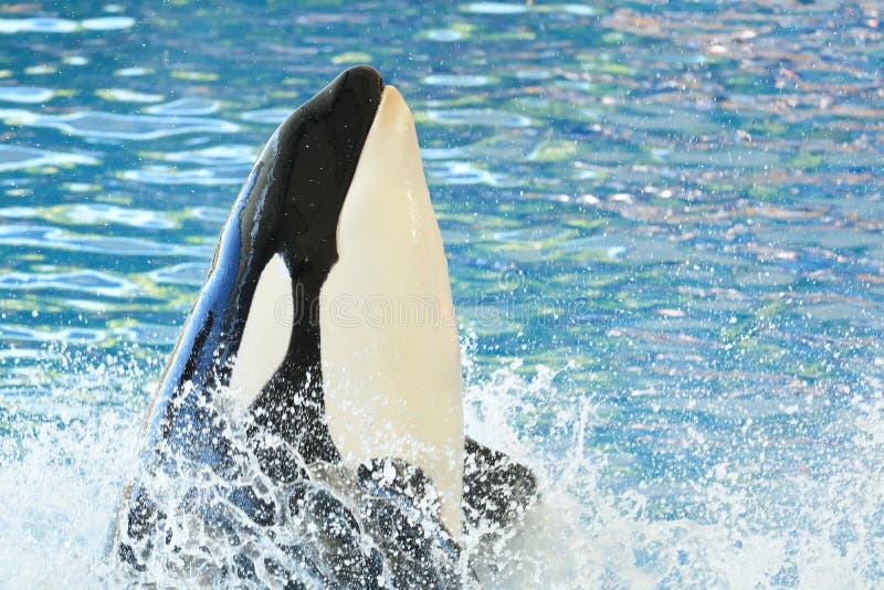 Performing Killer Whale (Orca) Editorial Stock Image - Image of water ...