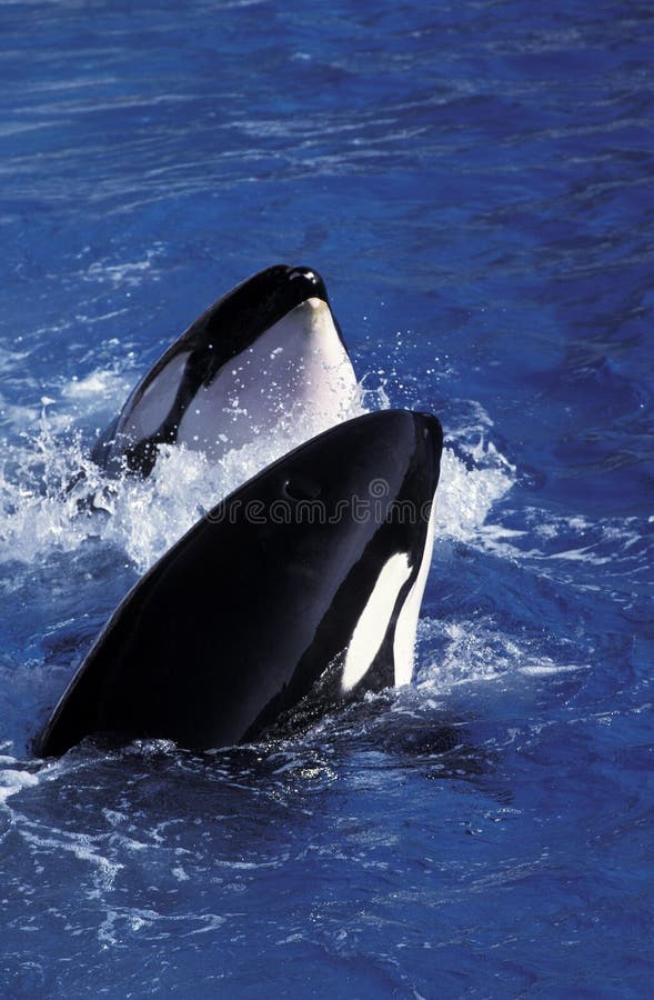 Orca head or Killer Whale stock image. Image of blue - 70843911