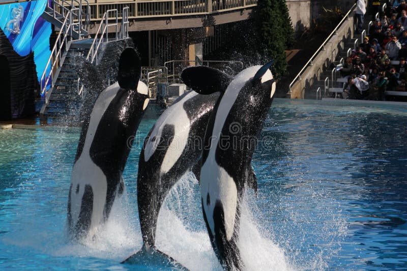 Killer Whale (Orcinus Orca) Stock Image - Image of mammal, white: 25097095