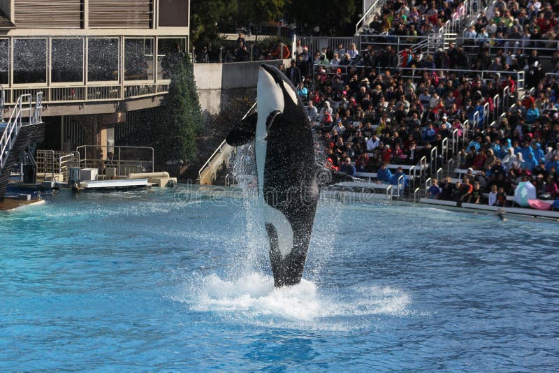 Killer Whale (Orcinus Orca) Stock Image - Image of mammal, white: 25097095