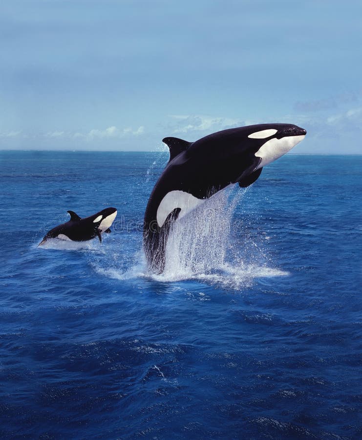 KILLER WHALE Orcinus Orca, MOTHER and CALF LEAPING Stock Photo - Image ...