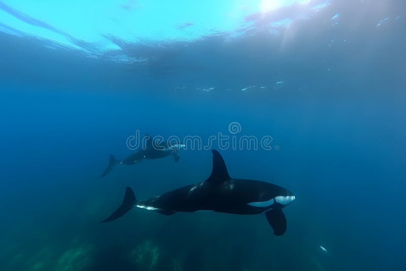 Killer Whale, Orcinus Orca. Neural Network AI Generated Stock Photo ...