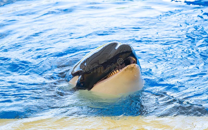 Killer whale in the park stock photo. Image of pool - 298537140