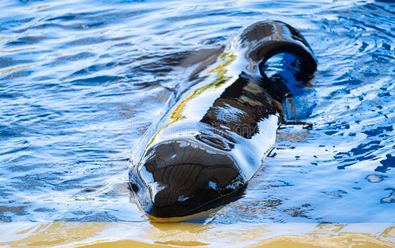 Killer whale in the park stock photo. Image of entertainment - 298537168