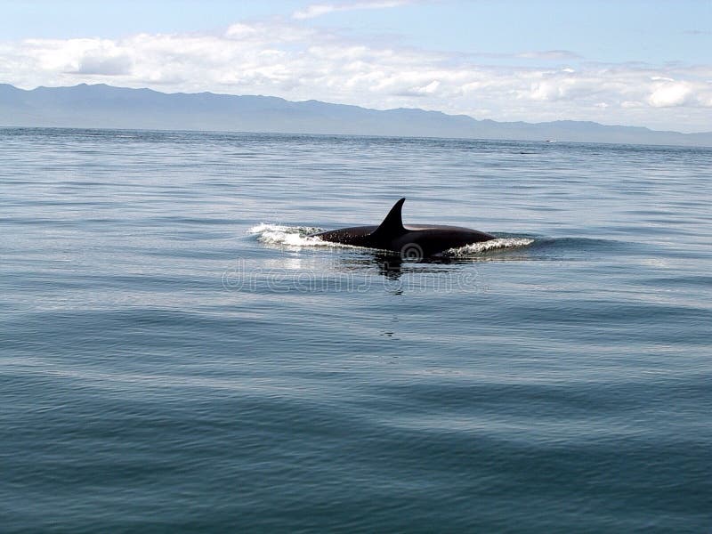 Killer whale stock photo. Image of killer, whale, play - 45143272