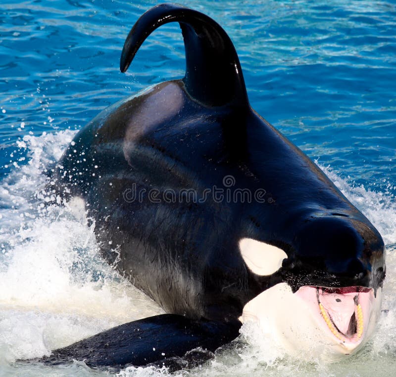 Killer whale portrait stock photo. Image of carnivore - 14523316