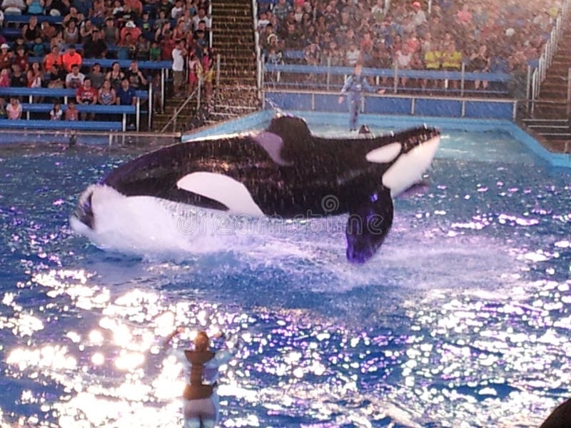 Shamu Killer Whale editorial photography. Image of fins - 12188052