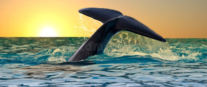 Killer Whale Tail at Sunset Stock Photo - Image of power, nature: 7213346
