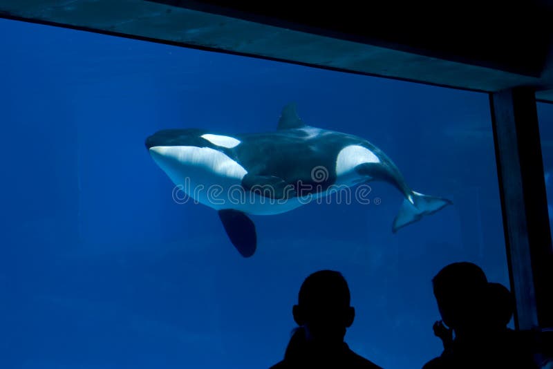 Killer Whales In Tanks