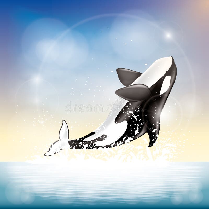 Killer Whale. Vector Illustration Decorative Design Stock Vector ...