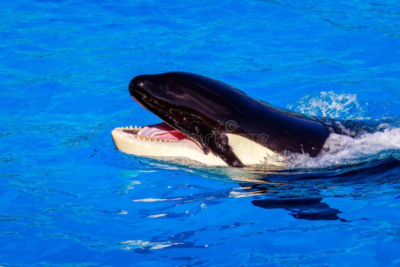 Killer Whale in water stock image. Image of america, seaworld - 65351733
