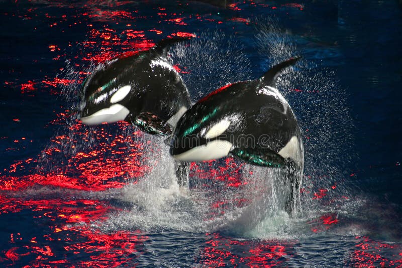 2 Killer Whales Stock Photos - Free & Royalty-Free Stock Photos from ...