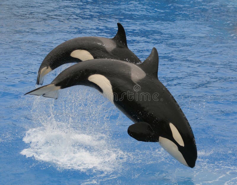 Killer Whales stock image. Image of animal, whale, mammal - 16344595