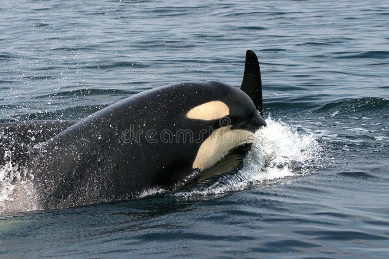 Killer Whales stock photo. Image of water, whales, orka - 531150