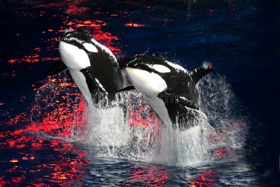 2 Killer Whales Stock Photos - Free & Royalty-Free Stock Photos from ...