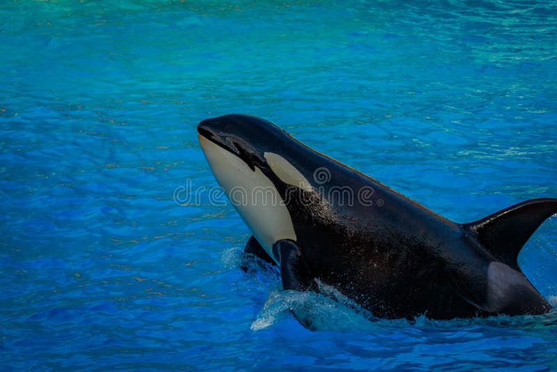 Killer Whale in water stock image. Image of california - 112443999