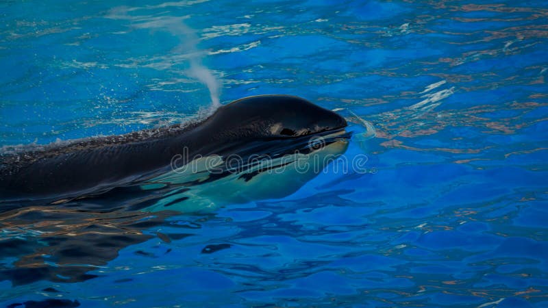 Killer Whale in water stock image. Image of diego, dolphin - 112444037