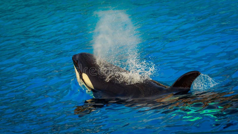Killer Whale in water stock image. Image of america, seaworld - 65351733