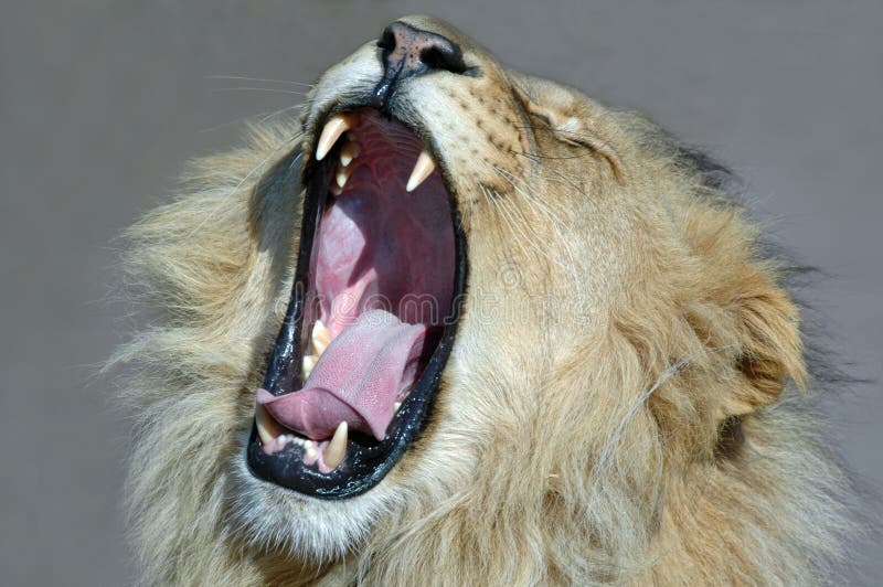 Killer Yawn stock photo. Image of tired, mammal, sleepy - 1047006
