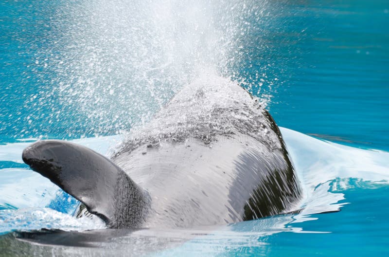 Killerwal Im Wasser Bild. Bild: 2258337