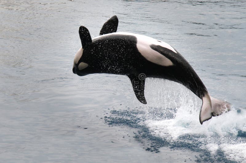 Killerwal, Der Vom Wasser Herausspringt (Orcinusschwertwal) Stockbild ...
