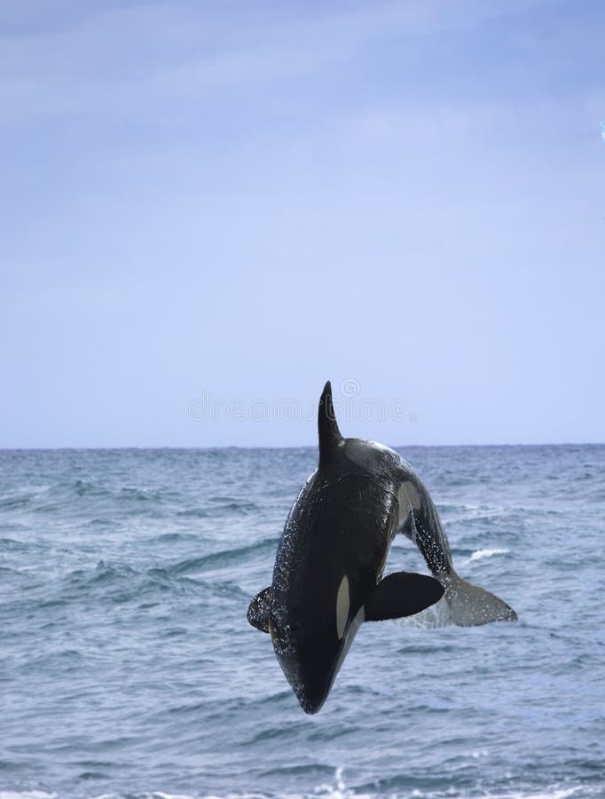 Killerwal, Der Vom Wasser Herausspringt (Orcinusschwertwal) Stockfoto ...