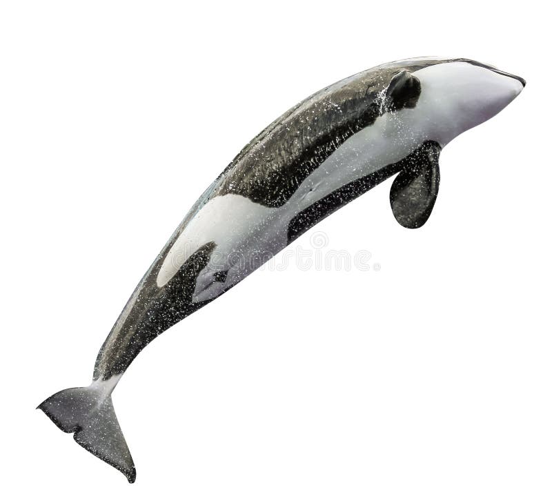 Killerwal springt stockfoto. Bild von ozean, unterwasser - 78566550