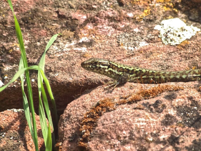 Killespark Stuttgart in Germany - Closeup of Wall Lizards on the Cliffs ...