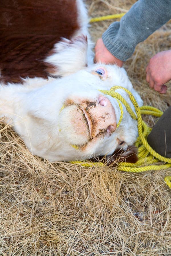 Killing cows stock image. Image of brutality, skin, land - 11856327