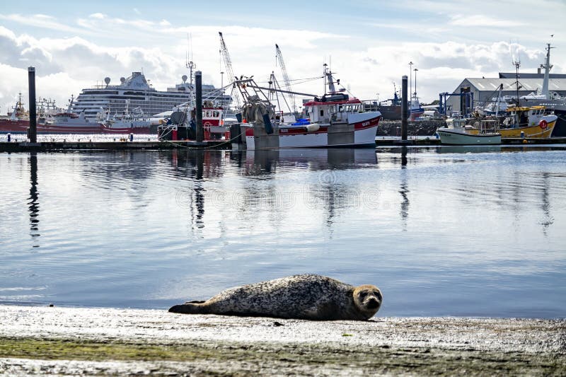 Killybegs, Ireland - September 24 2022 : Seal Resting on Pier in the ...