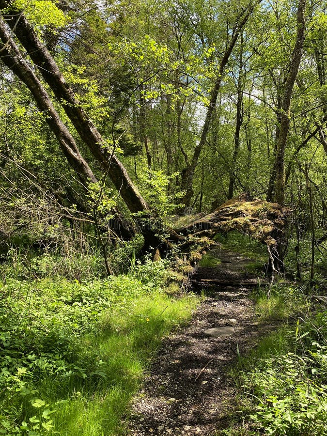 Killykeen forest park stock photo. Image of scenery - 269856016