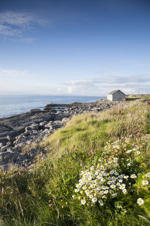 Kilmurvey Beach, Inishmore; Aran Islands Stock Image - Image of flower ...