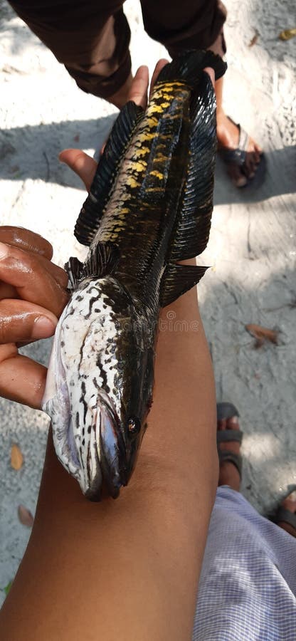 1 Kilo Snack Head Fish Collect from Village Pond Stock Image - Image of ...