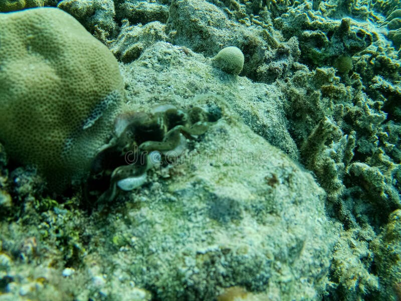 Kima is One of the Giant Shellfish Stock Image - Image of background ...