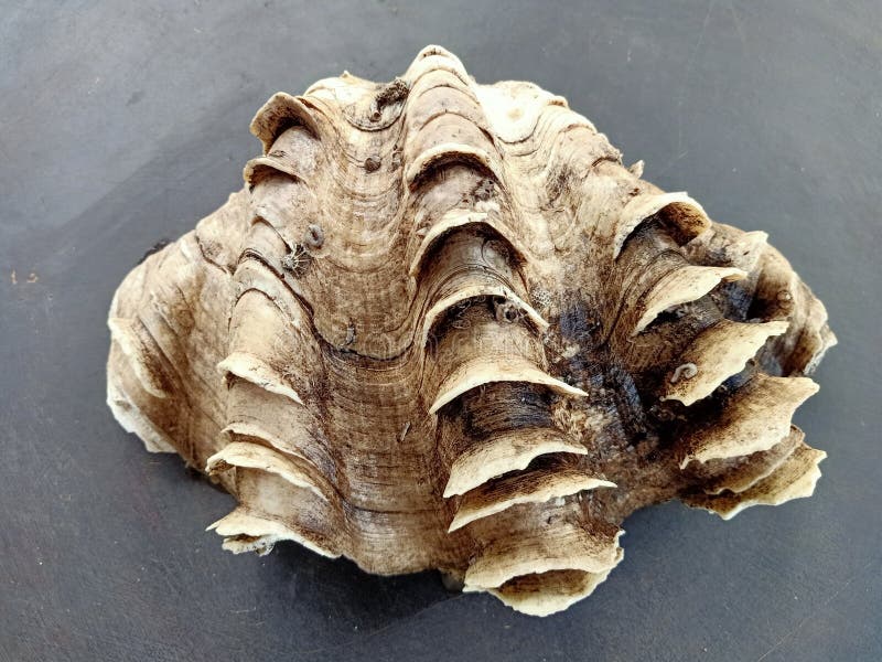 Kima Type Sea Shells are Visible from the Outside Stock Photo - Image ...