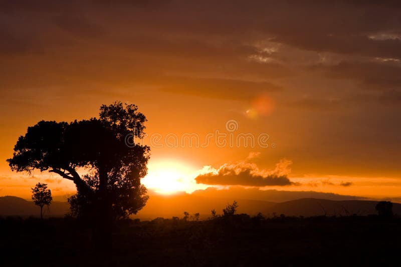 Sunrise in african savanna stock photo. Image of safari - 5069698