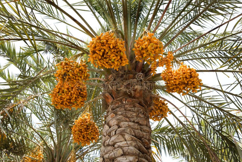 Kimri Dates Clusters on Tree Stock Image - Image of gulf, dactylifera ...