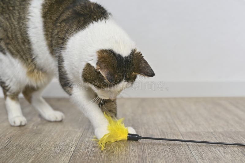 Kind Aged Cat Playing with a Feather Cat Toy. Stock Photo - Image of ...